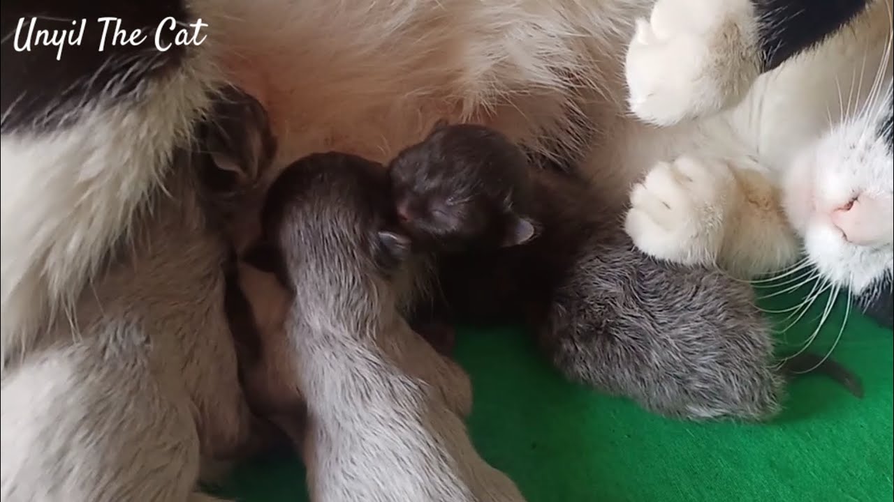 BAYI KUCING UMUR 3 HARI, PERUTNYA BUNCIT PENUH DENGAN ASI - YouTube