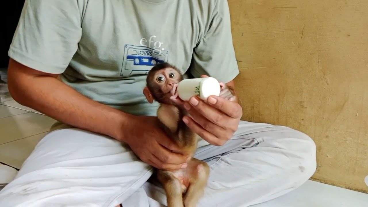 Mobi baby monkeys regularly drink milk to stay healthy, Mobi is the ...
