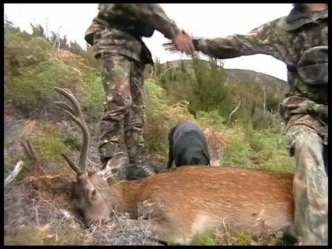 Sika Deer Hunting New Zealand. 2 big sika stags 2 greal shots - YouTube