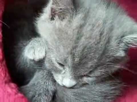 bébé chartreux - YouTube