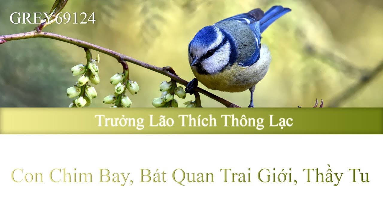 Con Chim Bay, Bát Quan Trai Giới, Thầy Tu - Trưởng Lão Thích Thông Lạc ...
