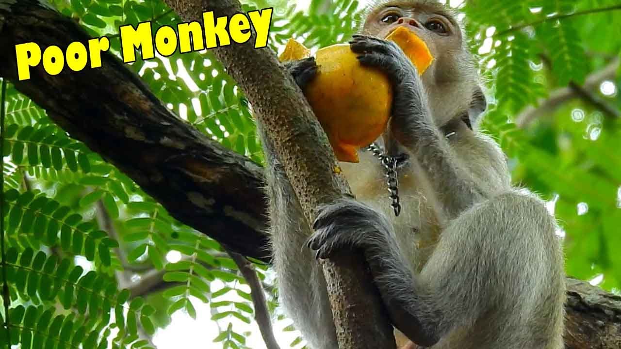 New Update! Poor Monkey With Chain Was Eating Mango While His Friends ...