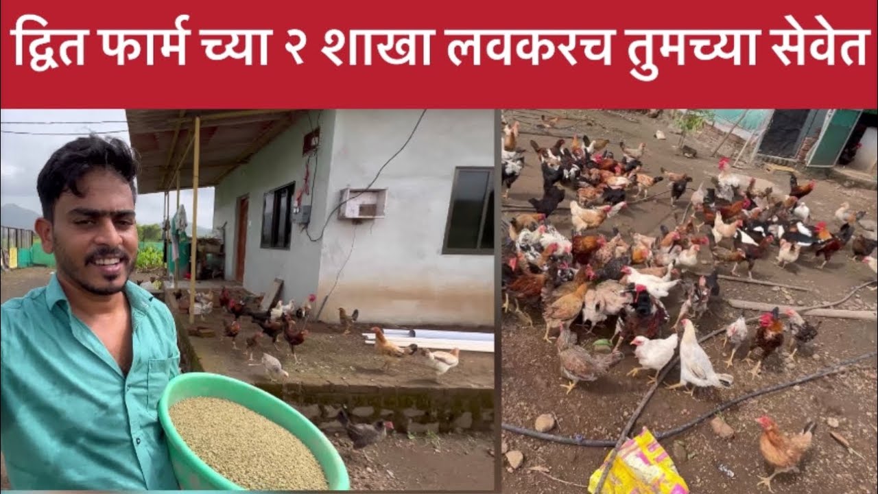 कोंबड्या ना टाकले लेयर फीड / आता अंडी देतील का कोंबड्या / kombdi palan ...