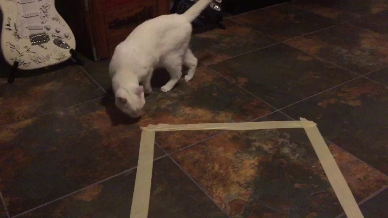 Will Our Cats Sit In a Square? (Part 1) - YouTube