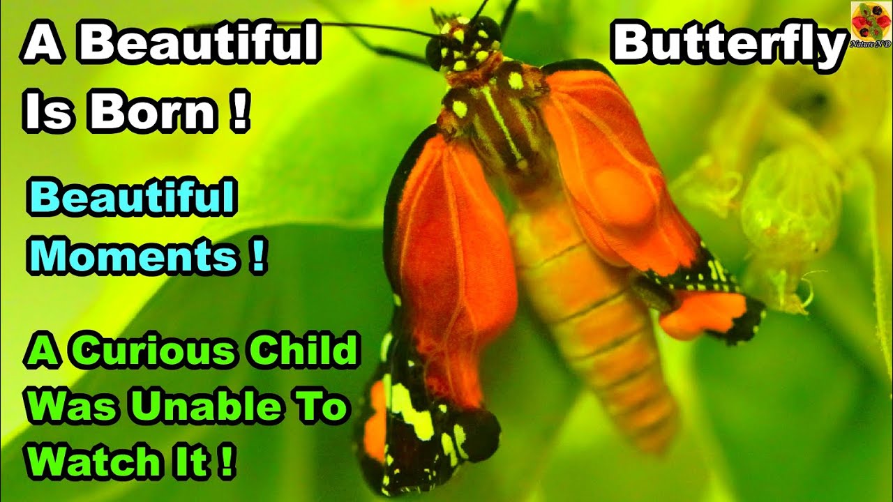 Beautiful, Full Nature Documentary Film On How A Plain Tiger Butterfly ...