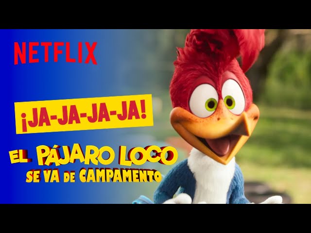 Pajaro Locov