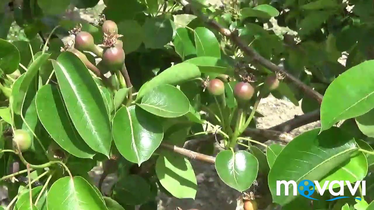 ΑΤΤΑΠΟΥΛΓΙΤΗΣ ΣΕ ΔΕΝΤΡΑ ΑΧΛΑΔΙΑΣ ΓΙΑ ΟΙΚΟΝΟΜΙΑ ΝΕΡΟΥ ΚΑΙ ΑΠΟΔΕΣΜΕΥΣΗ ...