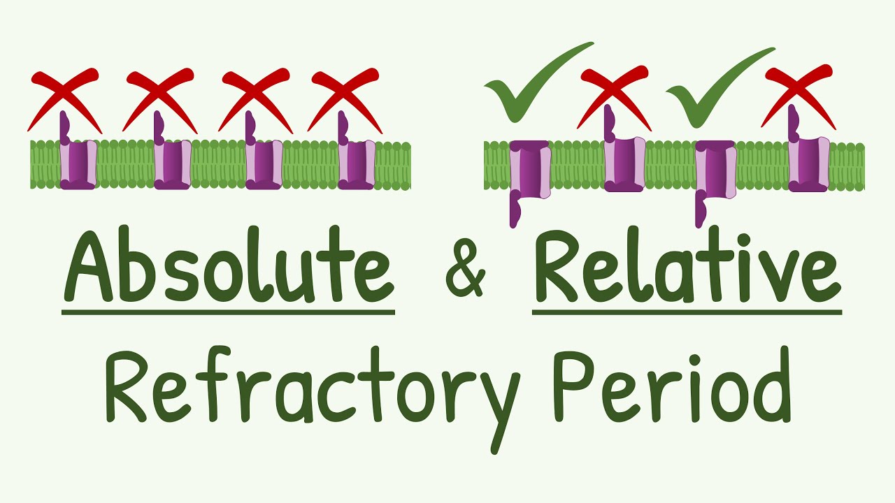 Why the Membrane Becomes Un-Responsive || Absolute & Relative ...