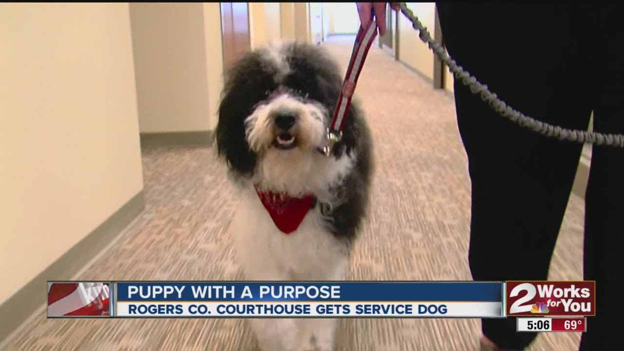 Service dogs help children testify in court at Rogers County - YouTube