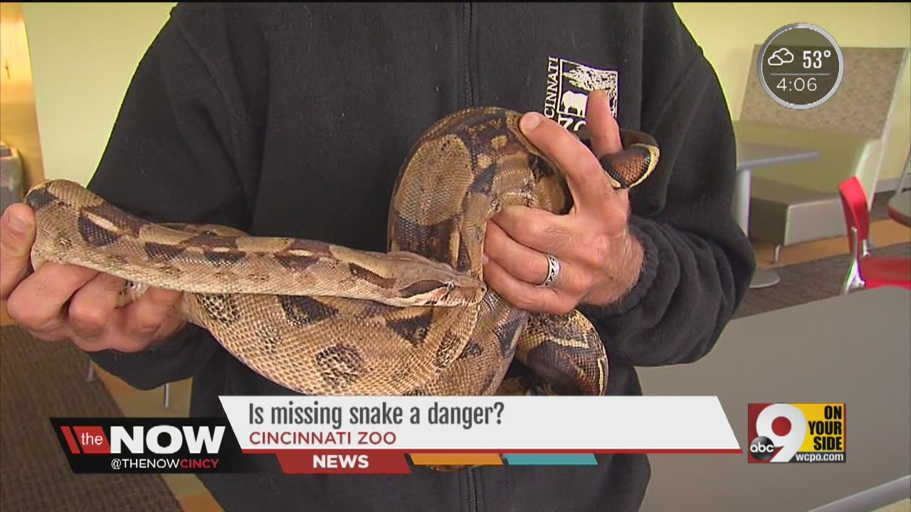 Is the missing snake really a danger? - YouTube