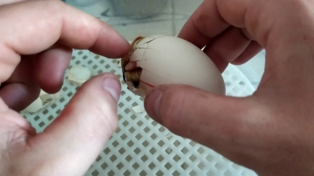 Naissance d'un poussin 🐣🐥🐤🌈🍀🌺 - YouTube