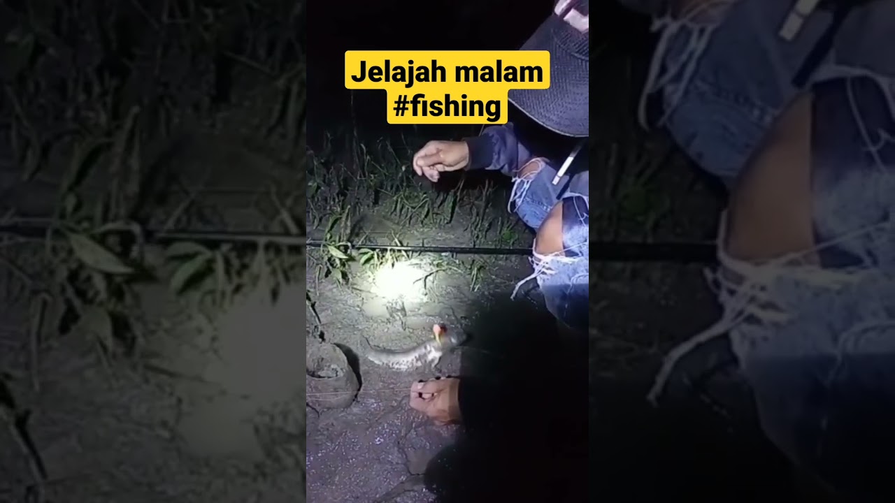 Jelajah malam memancing || #mancing #fishing #toman #channa #bolang #shorts #viral - YouTube