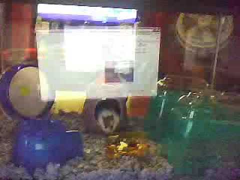 My New Hamster eating a blueberry!! - YouTube