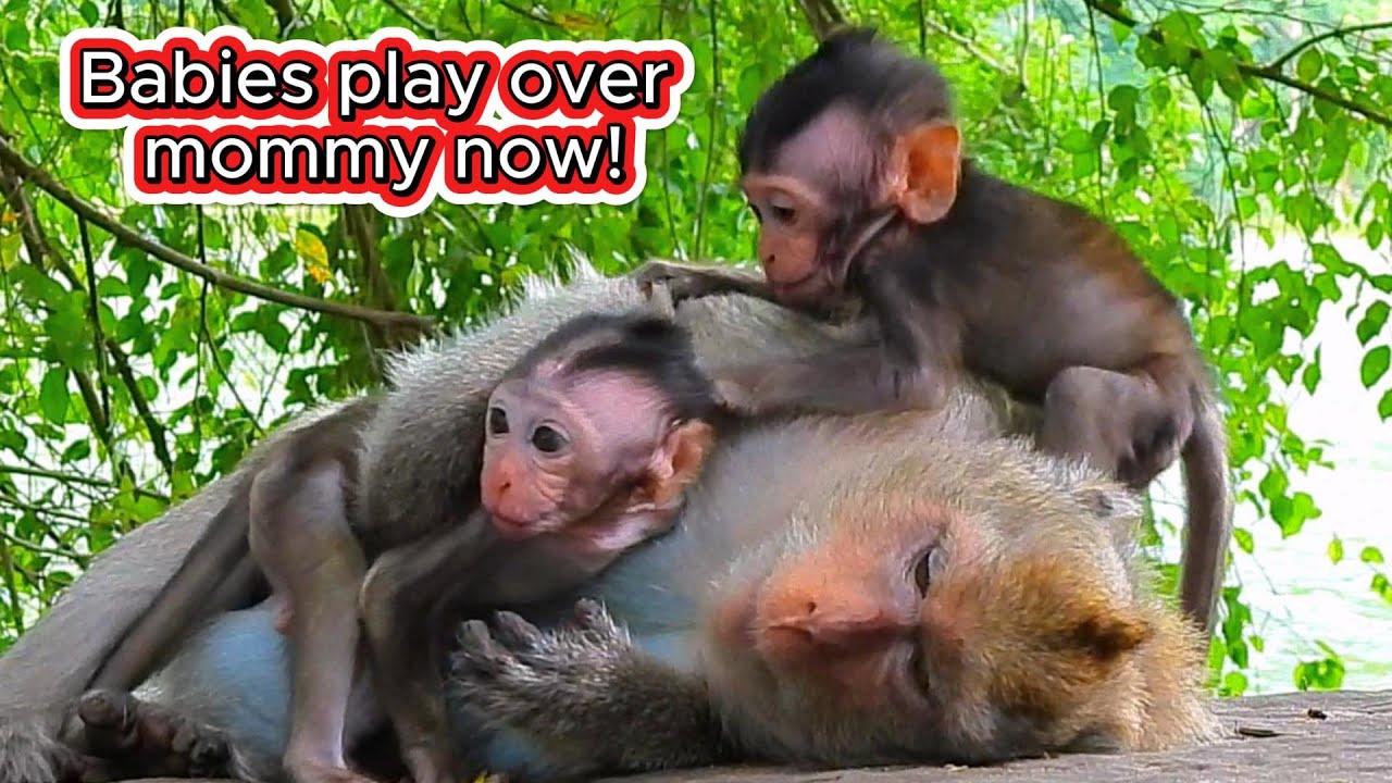 Baby monkeys are very playful now they play over mom laying on the ...