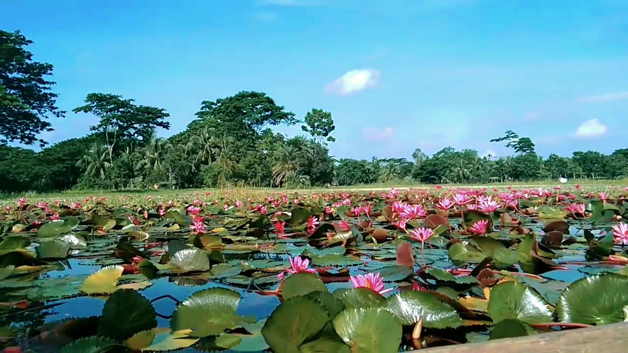 Shapla Bill, Shatla, Barishal - YouTube