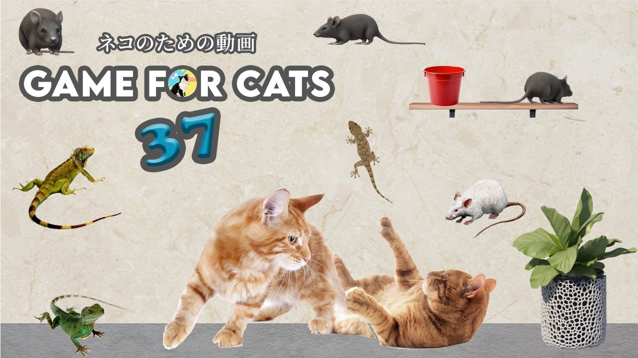 CAT Games | Mouse, String, Bird, Frog GAME FOR CATS 37 | 2 HOURS 🐝🐞🦋🦎🦜🐜🐭 - YouTube