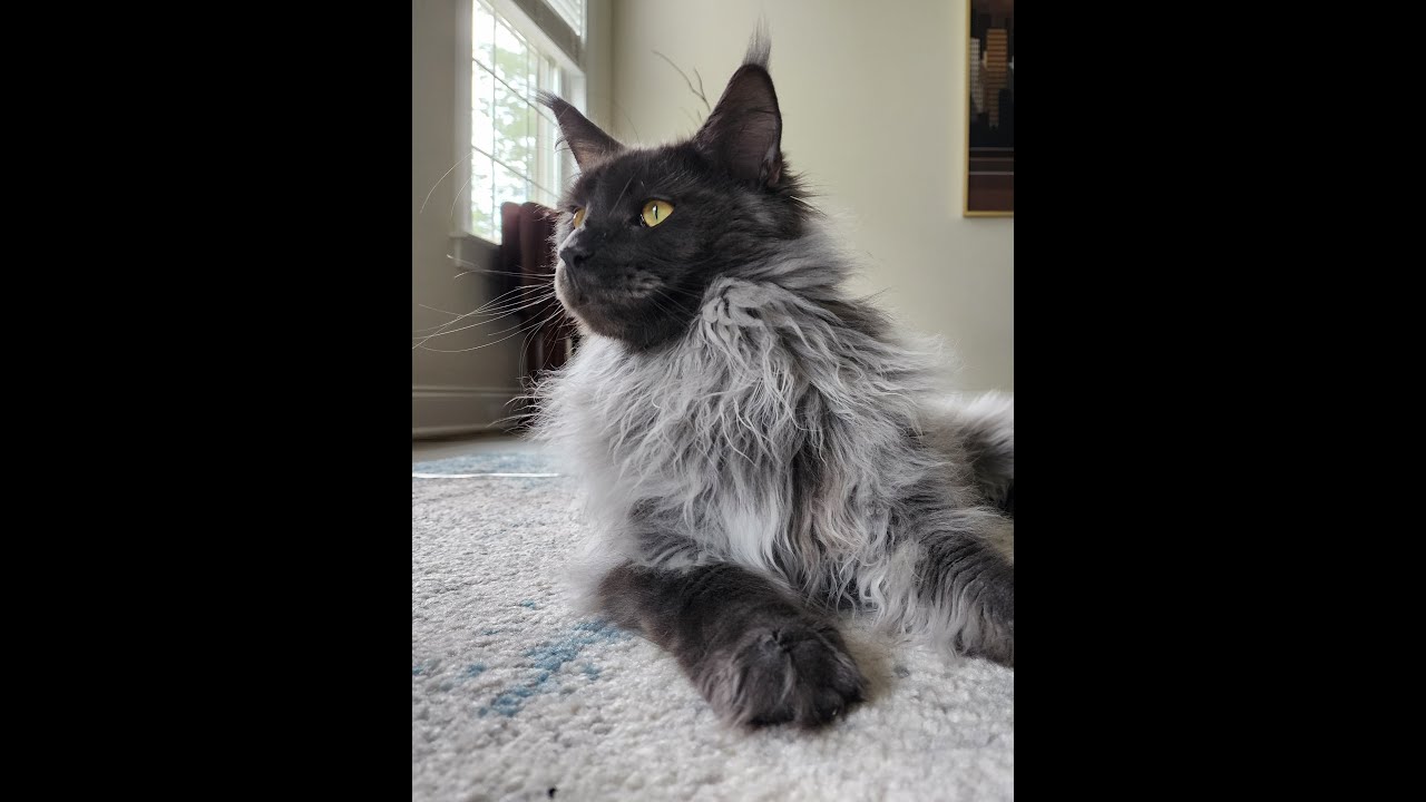 Maine Coon Cat Zeus | Year One - Episode 1 - YouTube