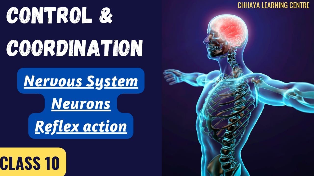 CONTROL AND CO-ORDINATION|| Chapter- 6||NERVOUS SYSTEM IN ONE SHOT ...
