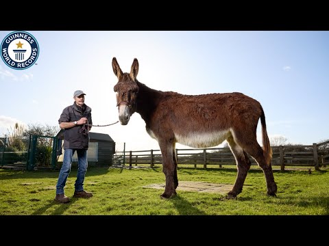 World's TALLEST Donkey | Guinness World Records