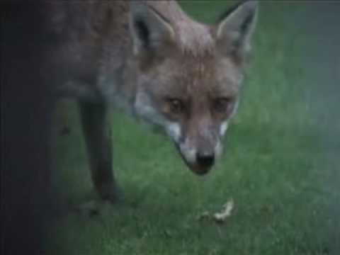 FHS-TV :: Rapid Fox Attacks Jogger - YouTube