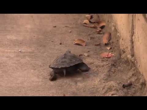 How to care for a Diamondback Terrapin Turtle - YouTube
