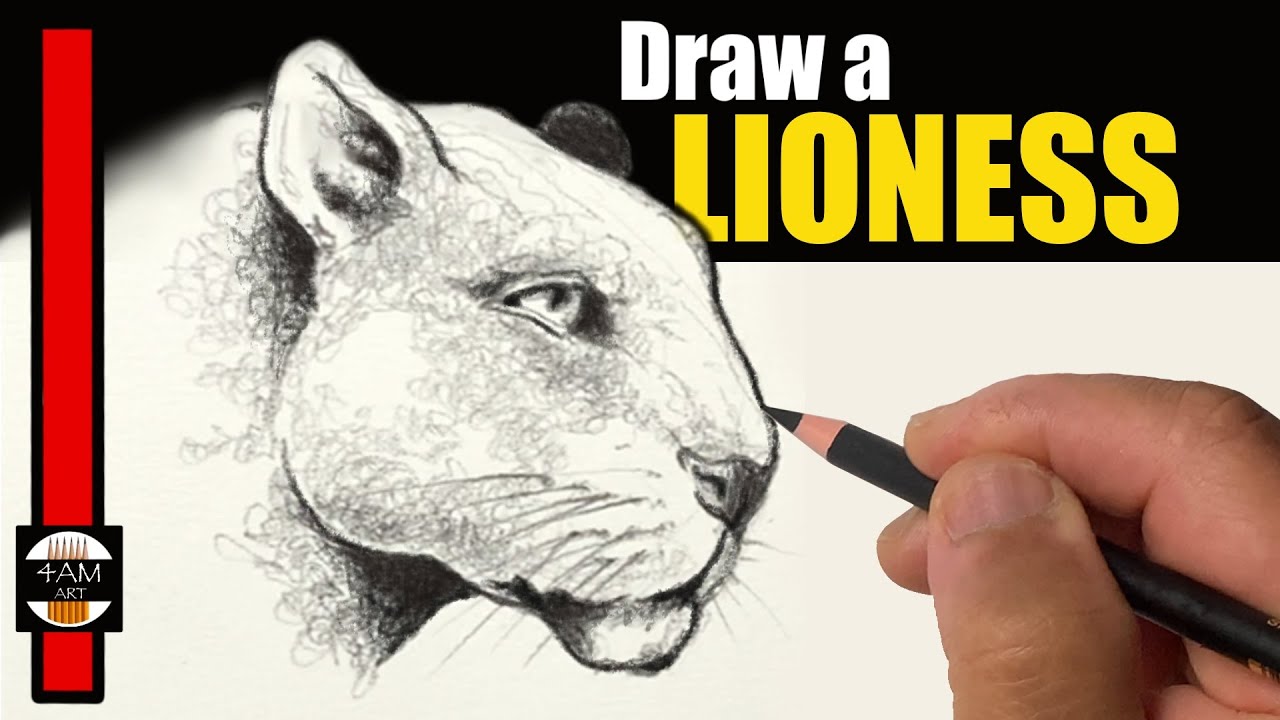 Lioness Drawing
