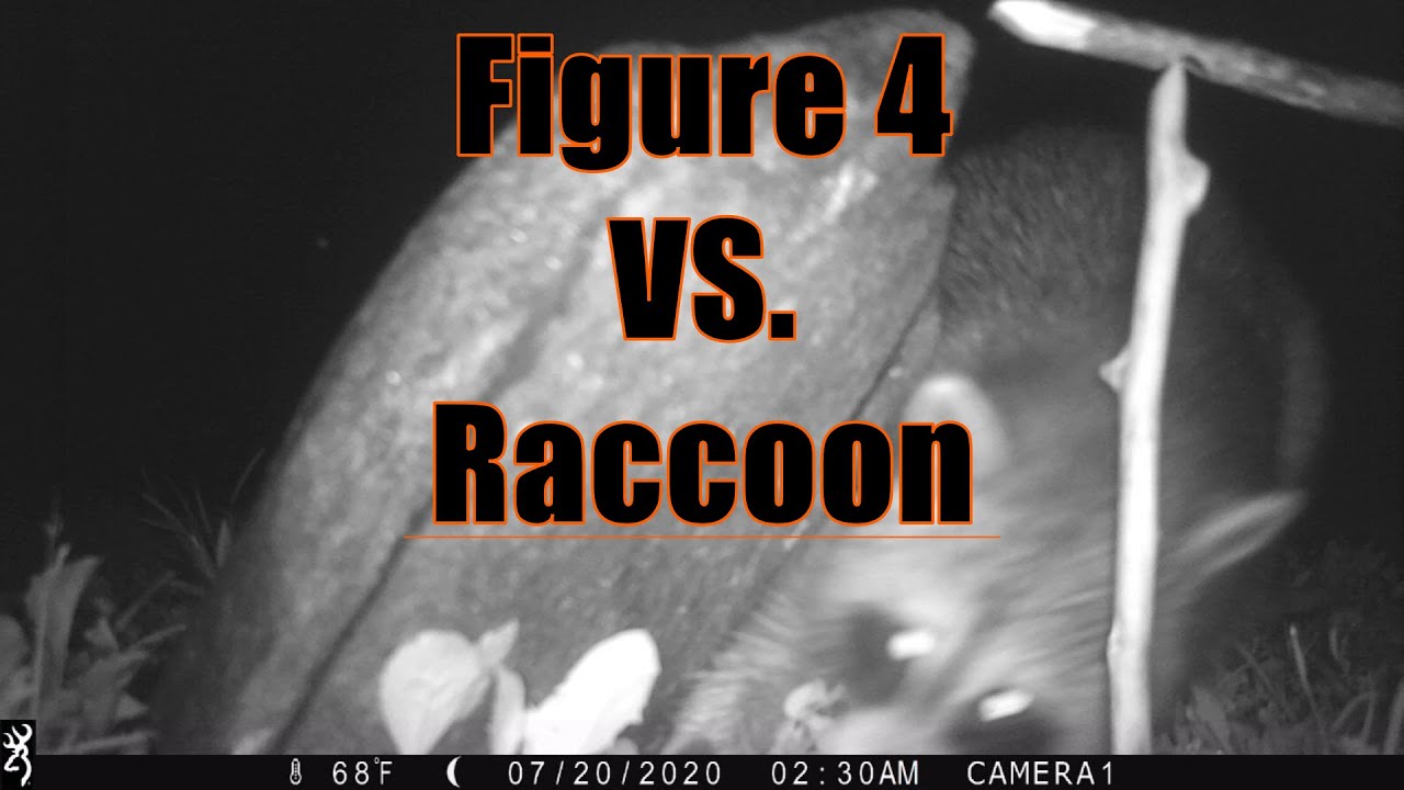 Bushcraft - Primitive Deadfall Trap (Figure 4 vs. Raccoon) #bushcraft # ...