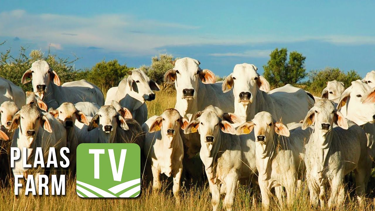Brahman-beestelersgenootskap oor vleisgehalte - YouTube