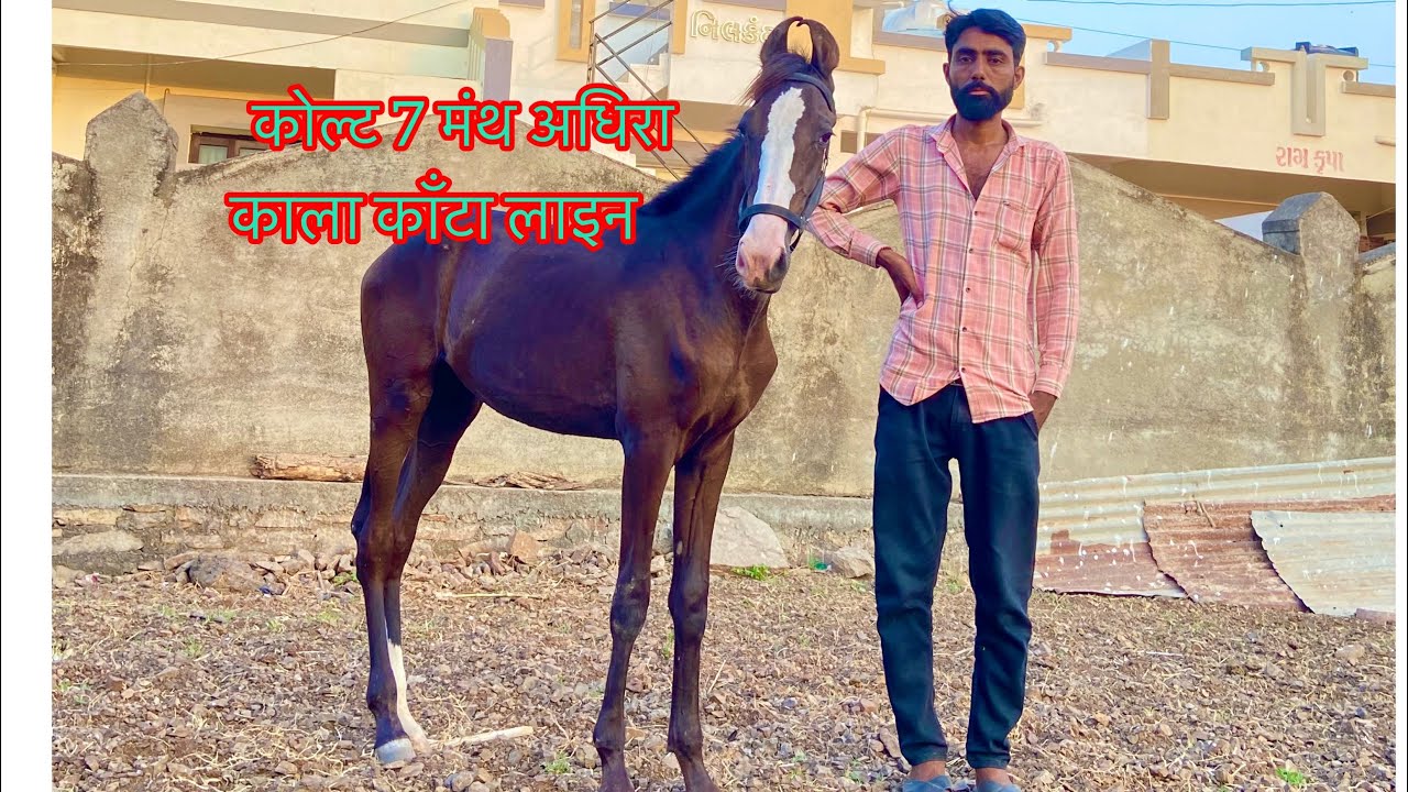 Colt ADHiRA sired Viswaraj Kala kanta line कोल्ट अधिरा काला काँटा लायन ...