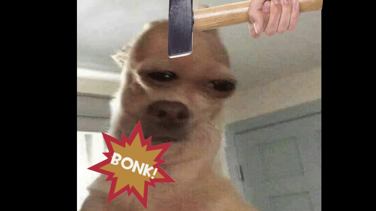 chihuahua bonk - YouTube