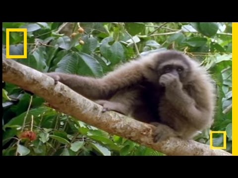 The Swinging Gibbon | National Geographic