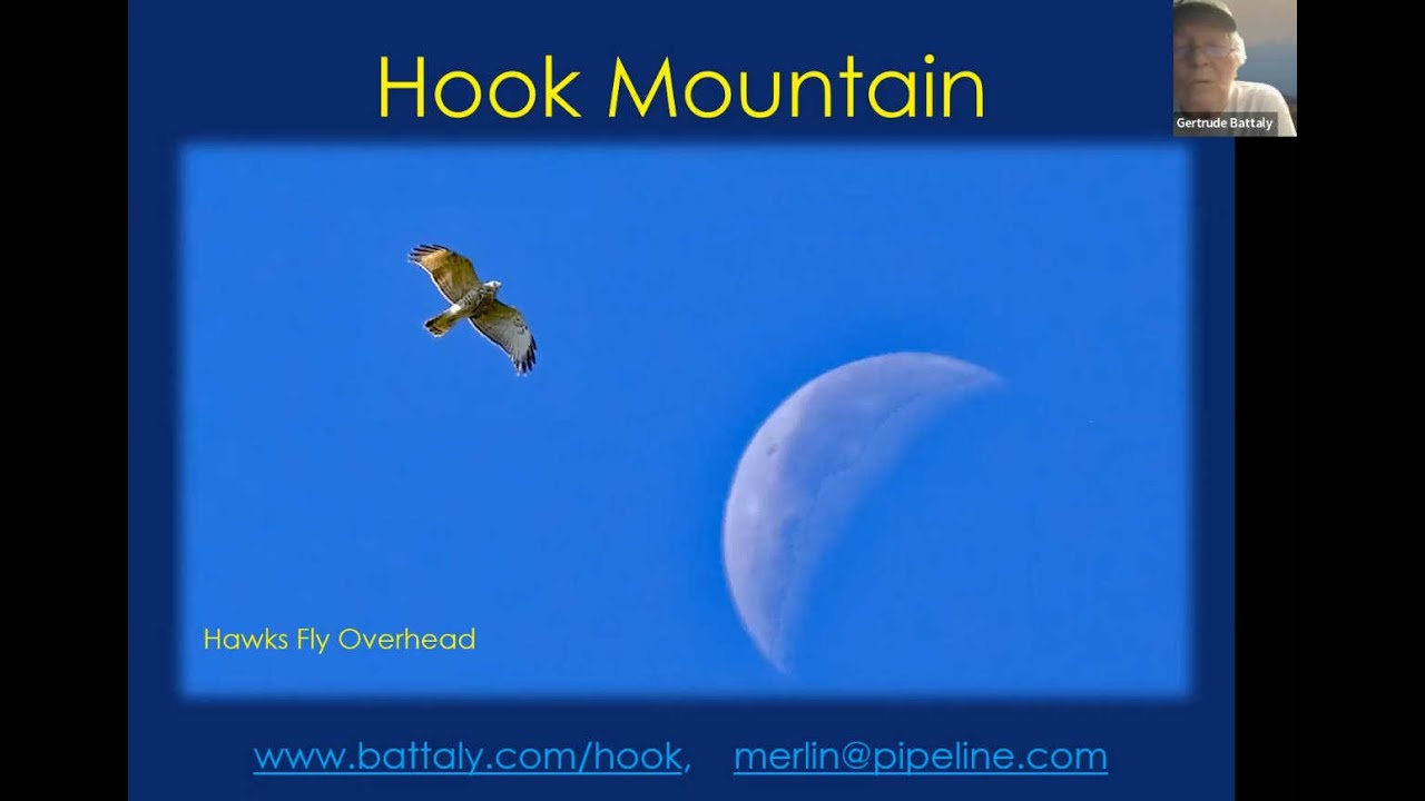 Bird Chat: Hook Mountain Hawk Watch: August 23, 2022 - YouTube