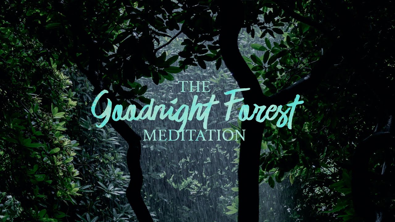 The Goodnight Forest Meditation - YouTube