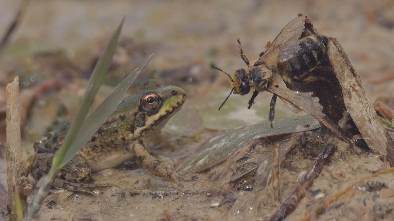 Frogs try to eat a honey bee / As rãs tentam comer uma abelha / Frösche ...