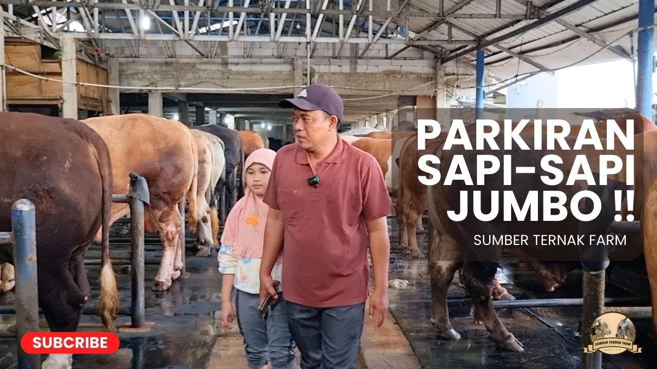 TEMPAT PARKIR SAPI-SAPI QURBAN KELAS JUMBO ‼️ | SUMBER TERNAK FARM ...