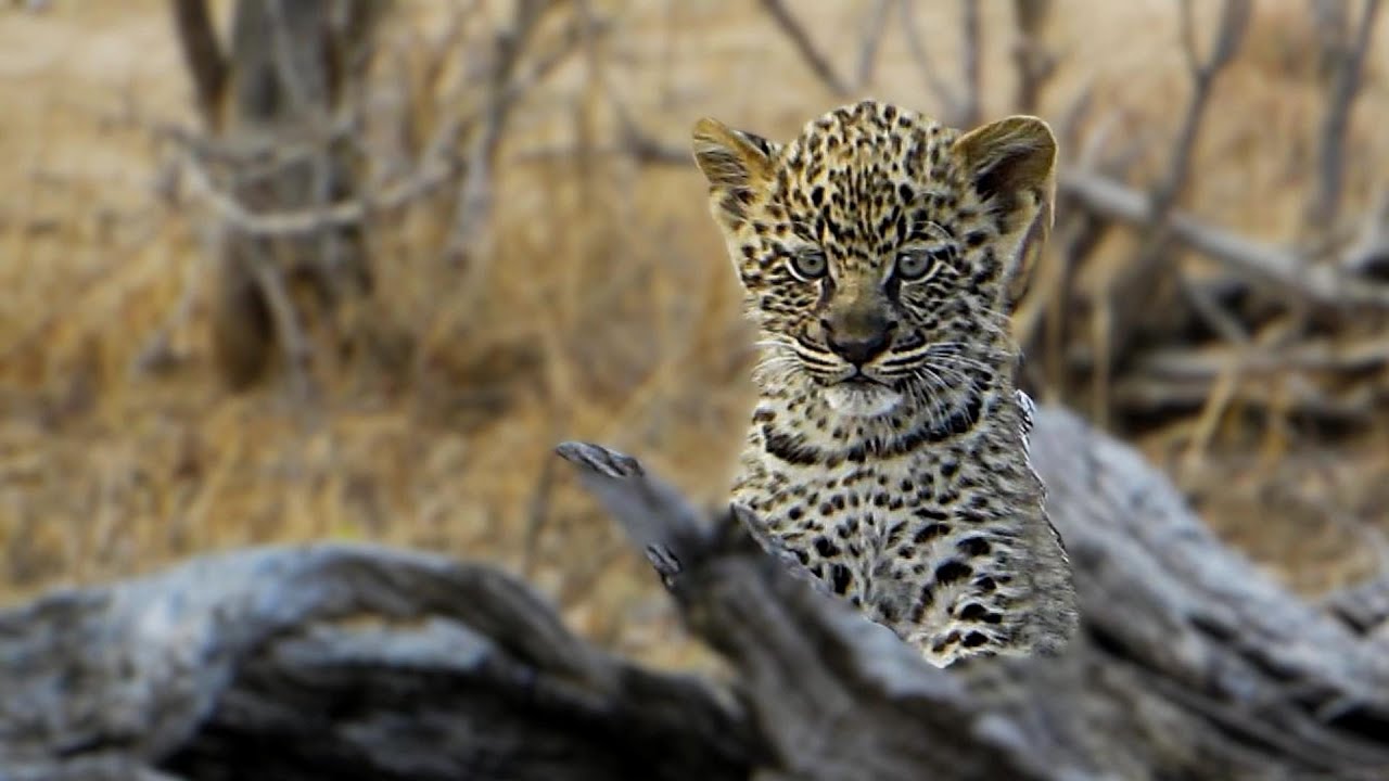 Cute Baby Leopard Sound – Meow Moan Growl – Africa Wild Animal Sound ...