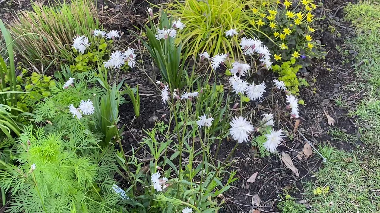Plant Review: Ragged Robin - YouTube