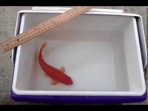 7" Hibuna Goldfish - YouTube