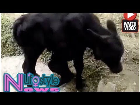 'Mutant' calf with six legs and two bums growing from stomach goes ...