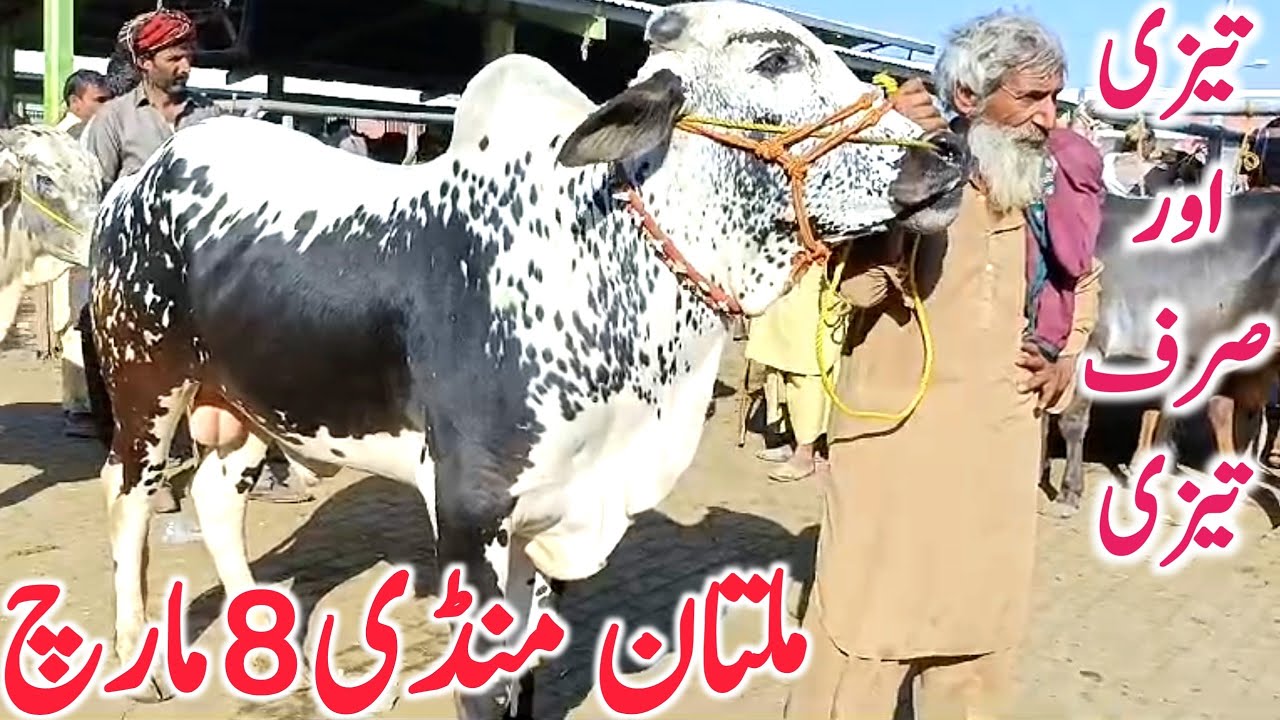 Today Multan Cow Mandi Fresh Video | Multan Mandi Latest Updates ...