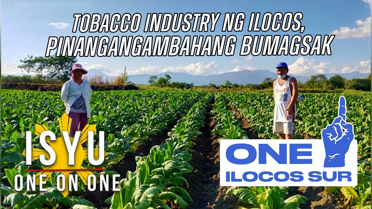 Tobacco Industry ng Ilocos, pinangangambahang bumagsak | Isyu One On ...