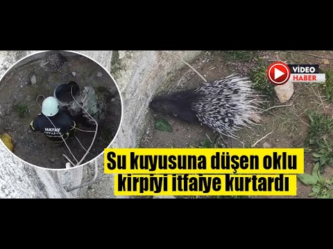 Su kuyusuna düşen oklu kirpiyi itfaiye kurtardı 24 mart 2025 8gunhaber ...