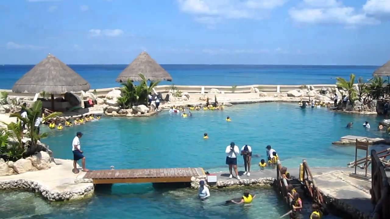 Dolphinaris in Cozumel, Mexico - YouTube