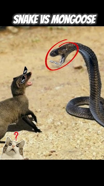 Real-Life Mortal Kombat: Snake vs Mongoose! 🐍🆚🦡#facts #shorts - YouTube