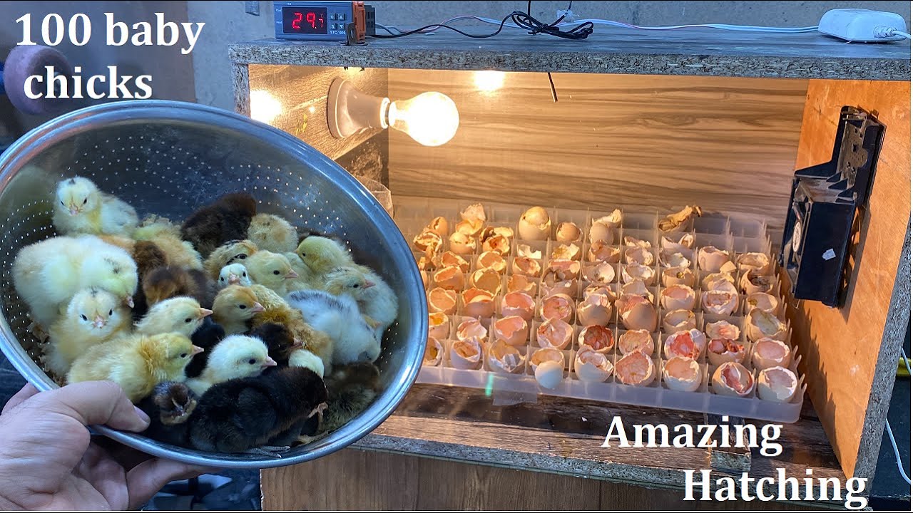 Amazing Idea to hatch Chicks at home - Homemade Incubator Hatching with ...
