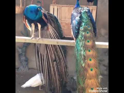 tovuz qusu her novde satilir