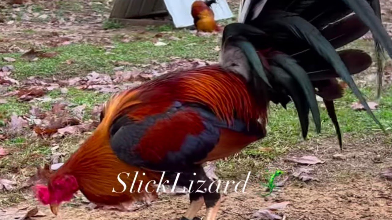 Hoskins Sweater Yellow leg hatch - SLICK LIZARD FARM - YouTube