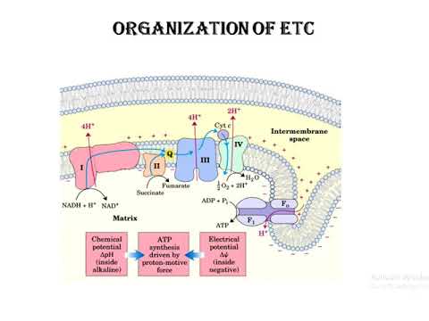 BIOLOGICAL OXIDATION - YouTube