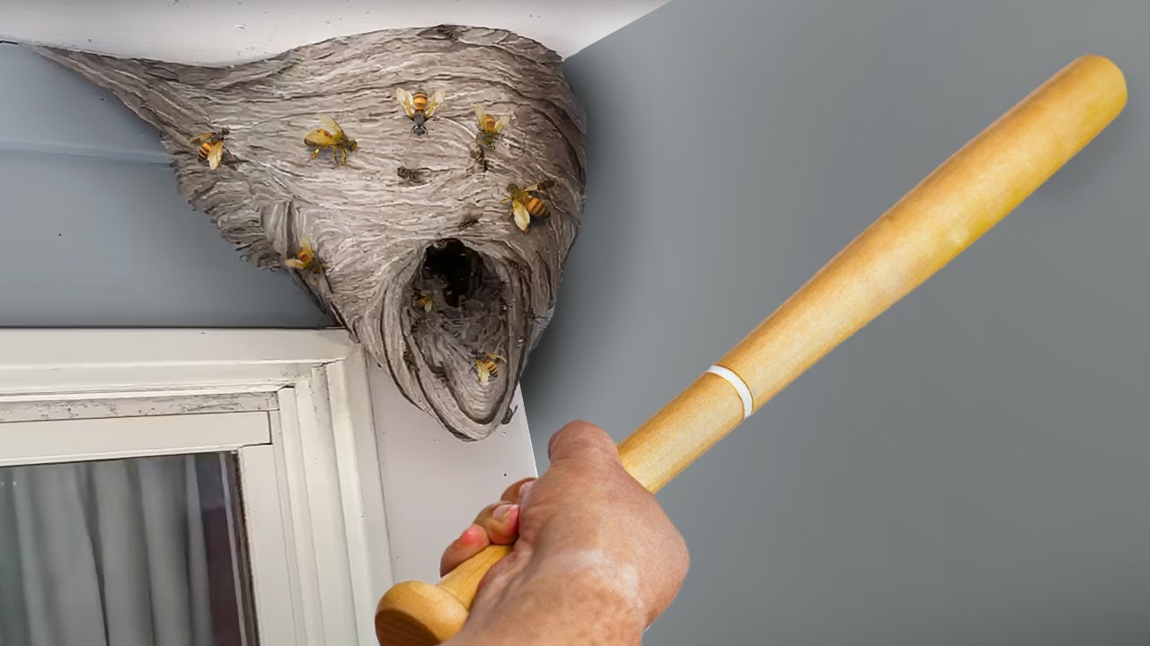 why did I knock down the BEES nest... - YouTube