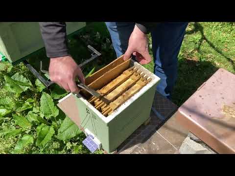 Ana arı çiftleştirme kutularında kışlayan arıların durumu ve tecrübelerim